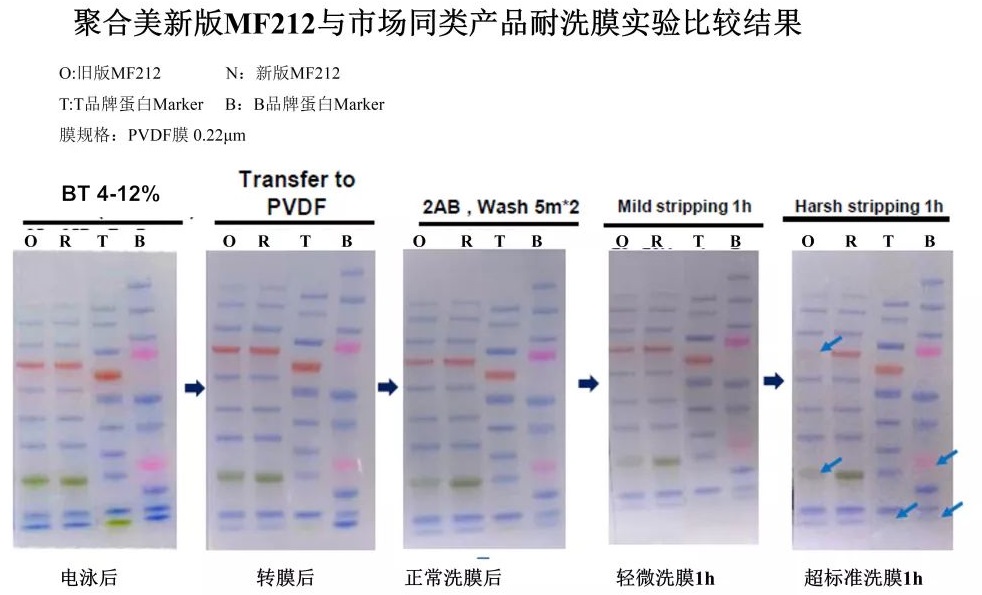 彩虹蛋白Marker（MF212）升级啦