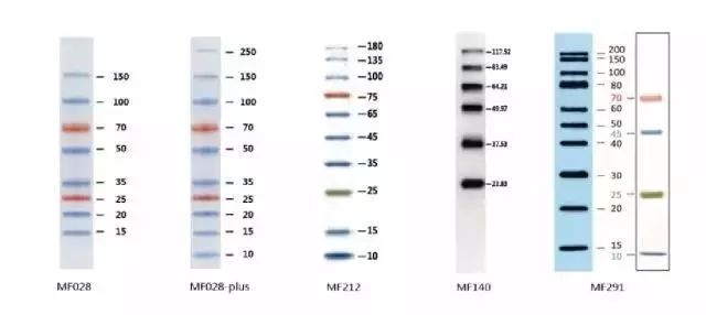 彩虹蛋白Marker（MF212）升级啦