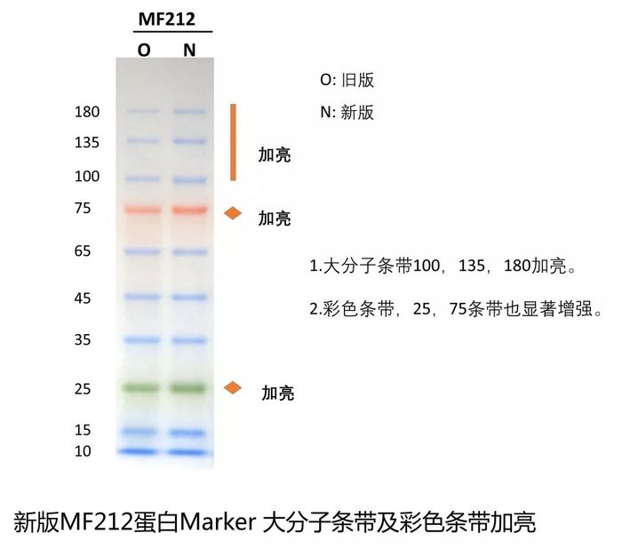彩虹蛋白Marker（MF212）升级啦