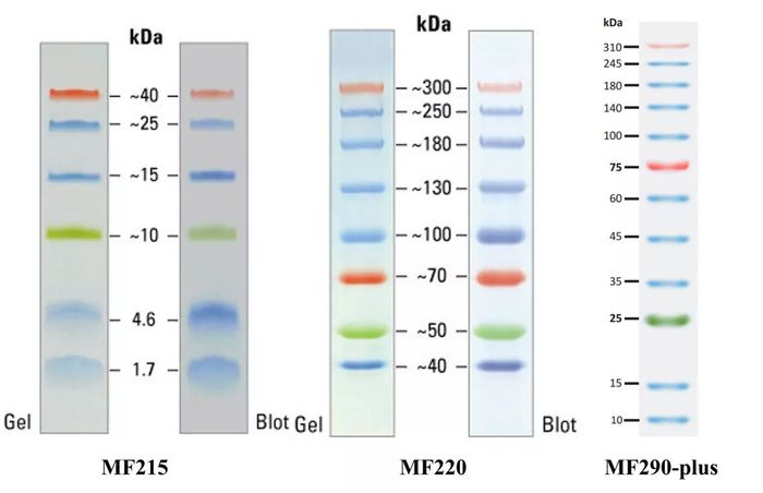 彩虹蛋白Marker（MF212）升级啦